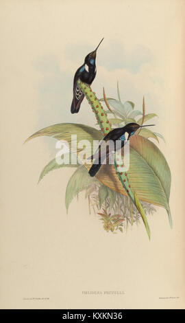This monograph focuses on the family Trochilidae, better known as ...