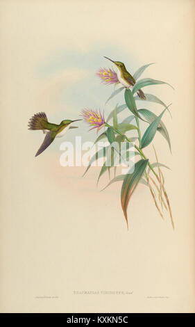 This plate from a monograph on the Trochilidae family (hummingbirds ...