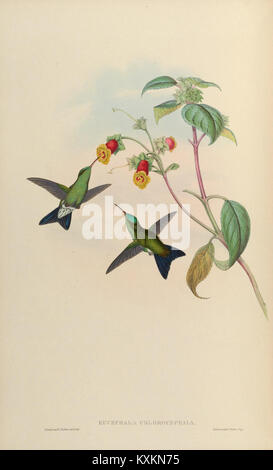 A scientific monograph on Trochilidae (hummingbirds), describing ...