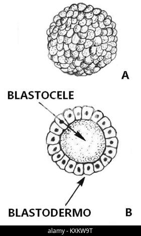 The blastula is an early-stage embryonic structure that forms after ...
