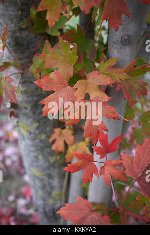 Silver maple or Acer saccharinum bright autumn colored four leaves set ...