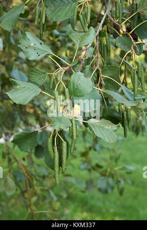 Close up foliage of alnus glutinosa imperialis or alder Stock Photo - Alamy