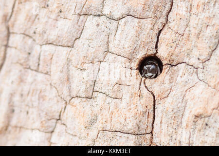 Wasp (Crossocerus megacephalus?) emerging from hole in dead oak tree ...