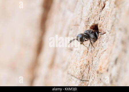 Wasp (Crossocerus megacephalus?) emerging from hole in dead oak tree ...