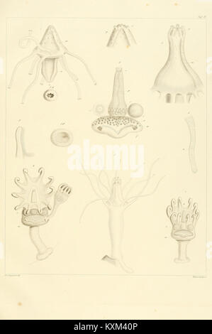 This work presents observations on the anatomy and developmental ...