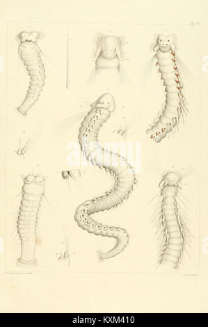 Illustration showing anatomy and development of invertebrate animals ...
