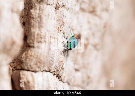 Ruby-tailed wasp (Chrysis sp.). Cuckoo wasp in family Chrysididae with ...