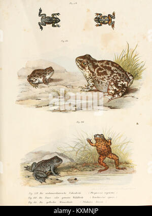 The 'Bilder-Atlas' illustrates vertebrate natural history with detailed ...