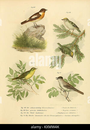 The illustration shows multiple bird species, highlighting anatomy ...
