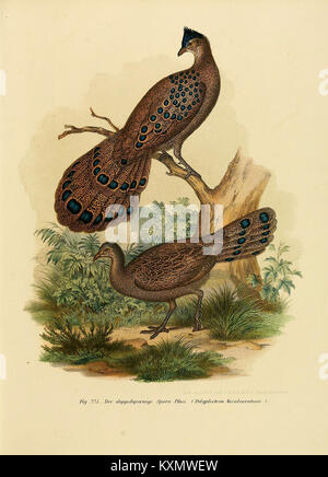 An image from the 'Bilder-atlas' detailing the scientific and popular ...