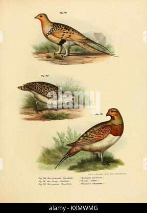 Illustration from the 'Bilder-atlas' showing multiple bird species ...