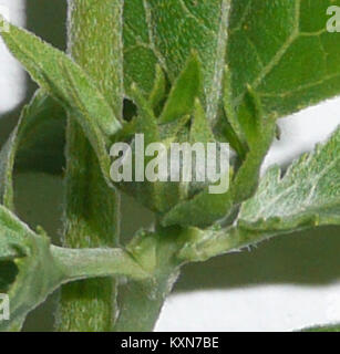Asteraceae flower bud - involucral bracts (phyllaries) protecting the ...