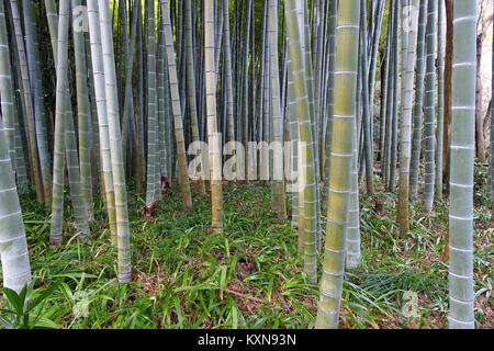 Eisho-ji Bamboo Grove in Kamakura, Kanagawa, Japan, showing dense ...