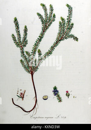 Empetrum nigrum, crowberry, black crowberry, in western Alaska ...