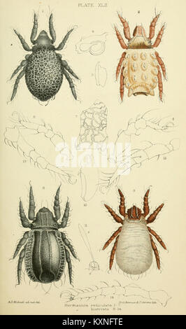 This plate features British Oribatid mites, a species from the class ...