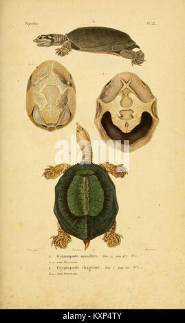 A comprehensive natural history of reptiles, detailing their ...