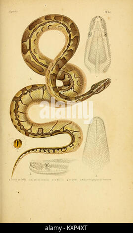 A comprehensive reptile reference detailing morphology, classification ...