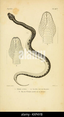 A comprehensive natural history of reptiles, detailing their ...