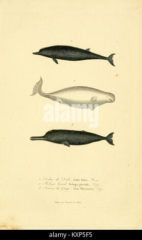 'Compléments de Buffon' is a work expanding upon Georges-Louis Leclerc ...