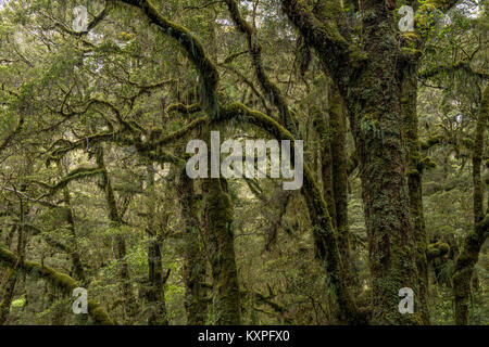 Moss covered trees, Fiordland National Park, South Island, New Zealand ...