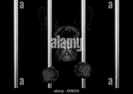 criminal french bulldog dog behind bars in police station, jail prison ...