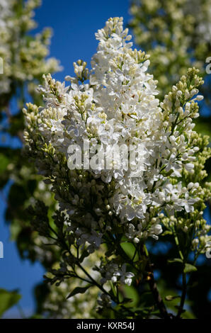 Full Bloom Lilac Flowers in Spring Stock Photo - Alamy