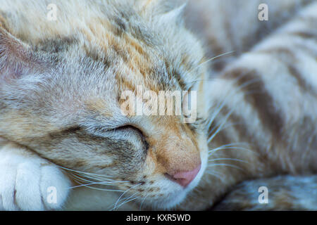 Lovely cat with striped fur Stock Photo - Alamy