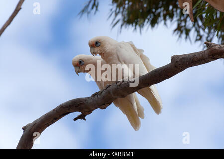 Western corella (Cacatua pastinator pastinator), also known as the ...