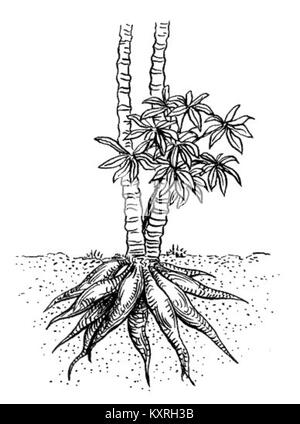 Cassava roots. Sustainable agriculture. Cassava root in tropical ...