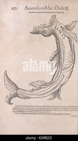 A page from Conrad Gesner's *Historia Animalium* (History of Animals ...