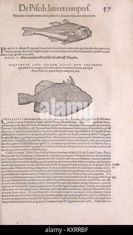 This image shows a page from Conrad Gesner's work on animal history, a ...