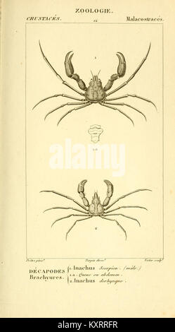 Considérations générales sur la classe des crustacés, Paris, F.G ...