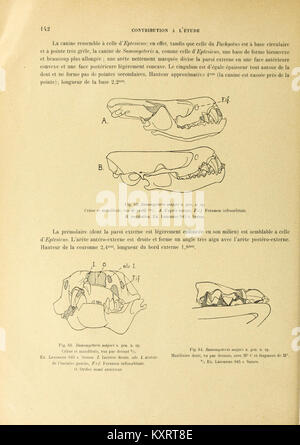 A scientific study examining fossils and paleontological relationships ...