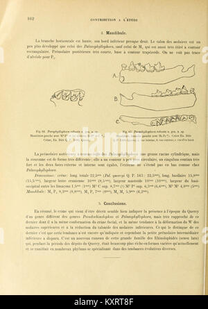 Study of tertiary-period chiroptera (bats) provides paleontological ...