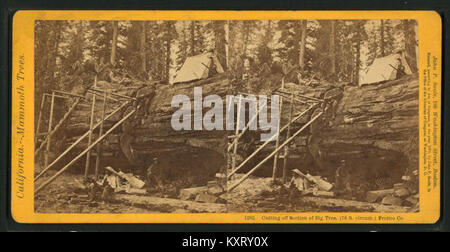 Photograph by John P. Soule showing a section of the Grizzly Giant ...