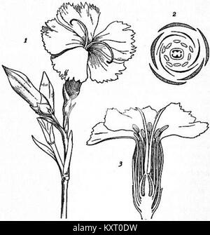This botanical illustration of the Caryophyllaceae family of flowers ...