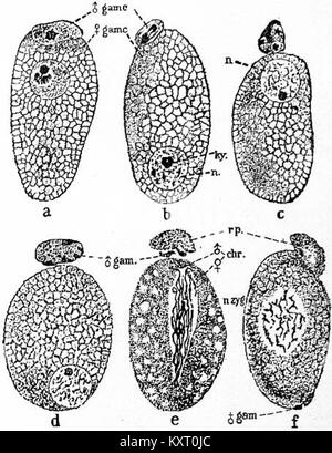 This illustration from 'Animal Parasites and Parasitic Diseases' shows ...
