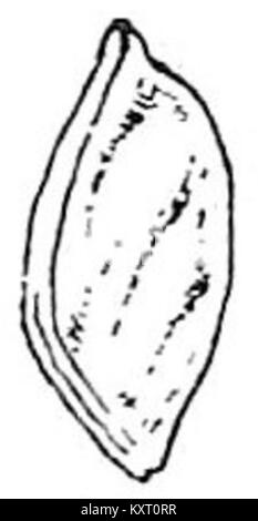A botanical illustration of the anatropal seed of Citrus aurantium ...