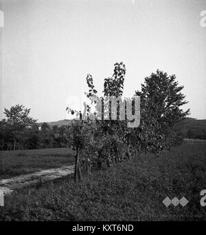 A 1953 photograph from Neblo, Slovenia, showing a 'sempla', a ...