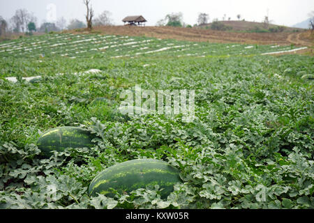 Farm field with watermelon in Myanmar Stock Photo - Alamy