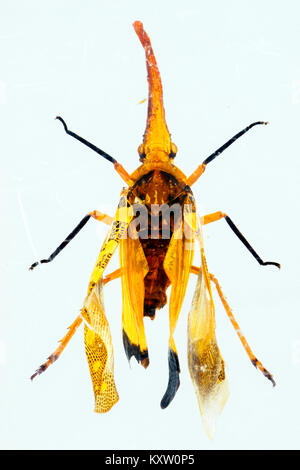 Macro shot of a Lantern fly / lantern bug, Pyrops Stock Photo - Alamy