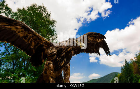 The eagle flapped its wings Stock Photo - Alamy
