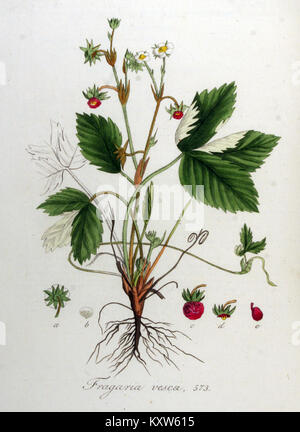 This botanical illustration from the 'Flora Batava' series depicts the ...