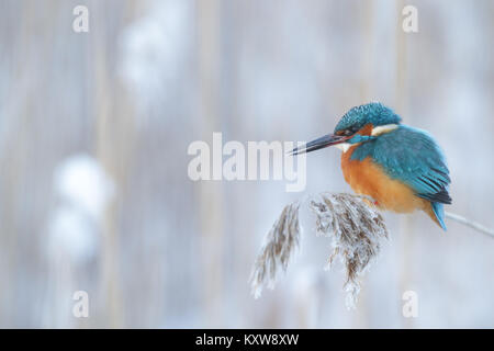 Wintering Kingfisher (Alcedo atthis) with ice chunk, Europe Stock Photo ...