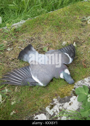 Dead pigeon on the ground Stock Photo - Alamy