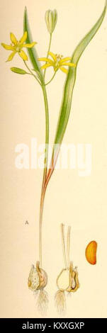 Gagea lutea, known as the Yellow star of Bethlehem, Yellow Star-of ...