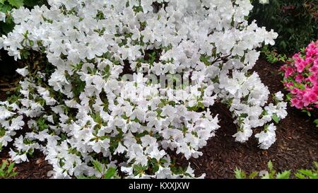 Azalea Collection, National Arboretum, Washington DC Stock Photo - Alamy