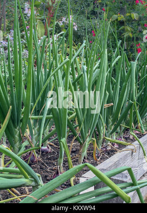 Green onion plants grow tall in neat rows under a bright sun. The ...