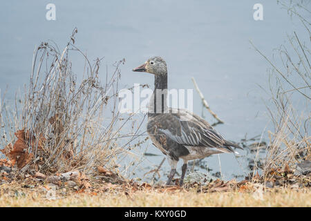 Juvenile Snow Goose Stock Photo - Alamy