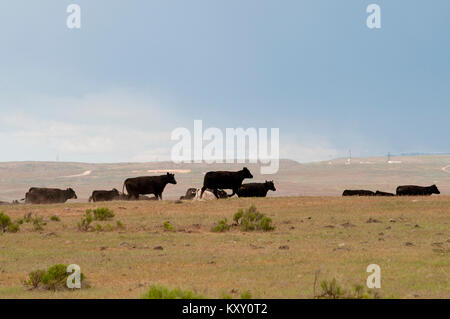 Cattle overgrazing on public lands administered by the Bureau of Land ...